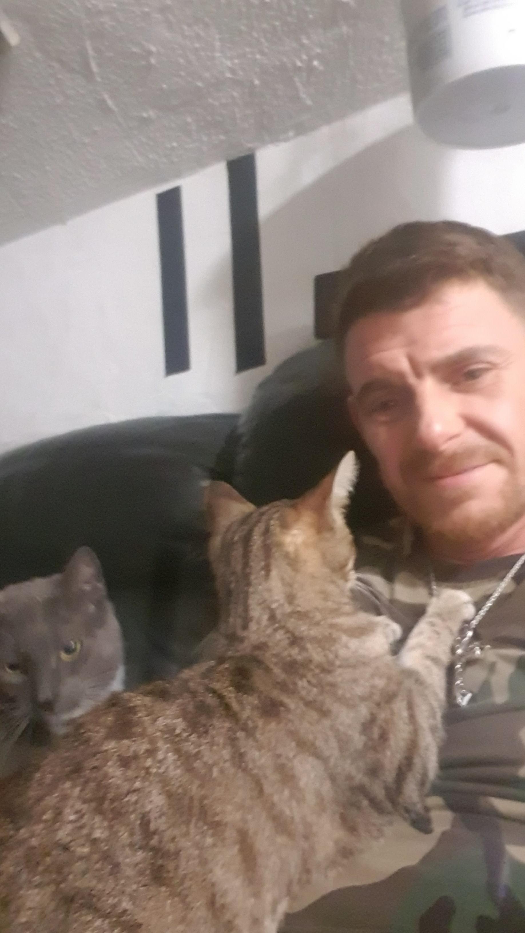 3 cats and a Jack Russell · Assets For Life Hub