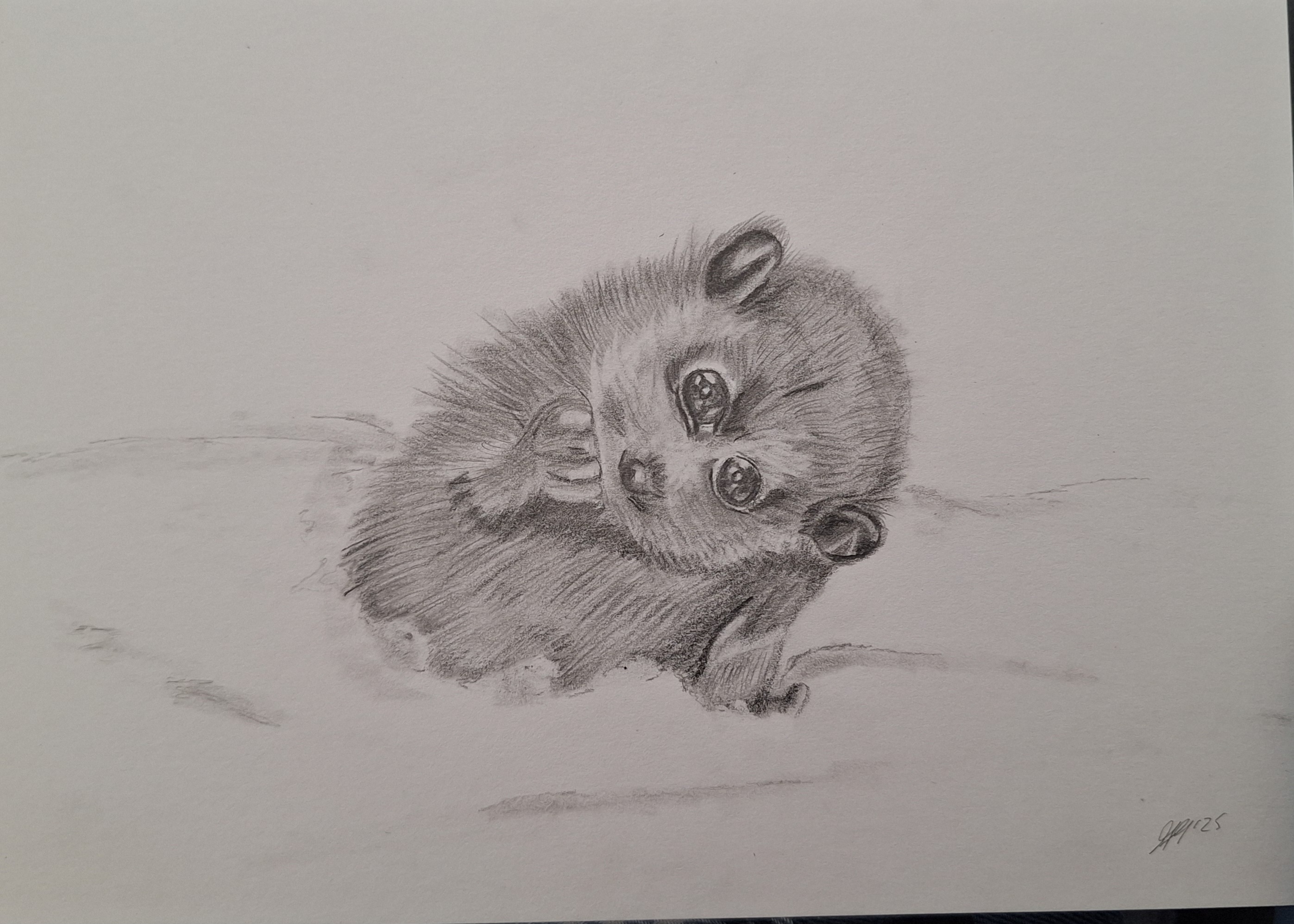 Slow Loris Baby · Master Realism Drawing (Free)