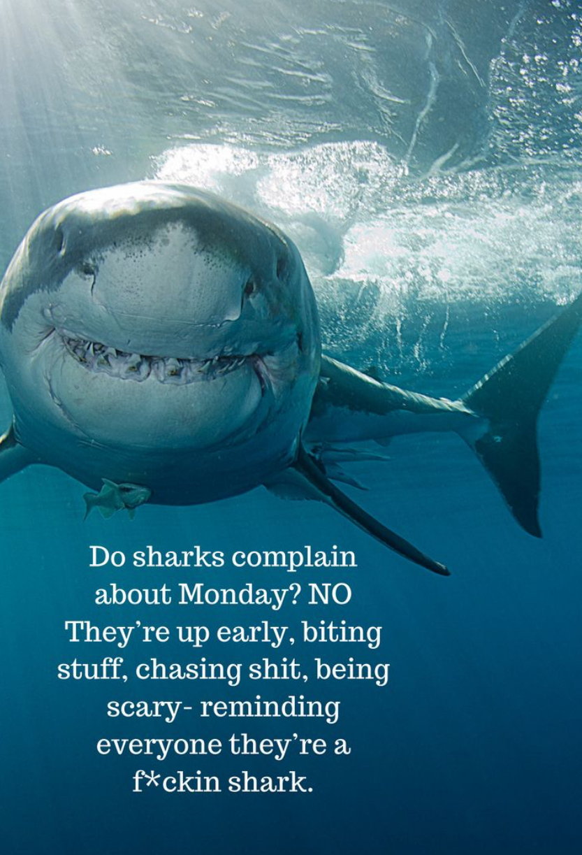 Shark Monday Mindset · The Box Lacrosse Guy Training
